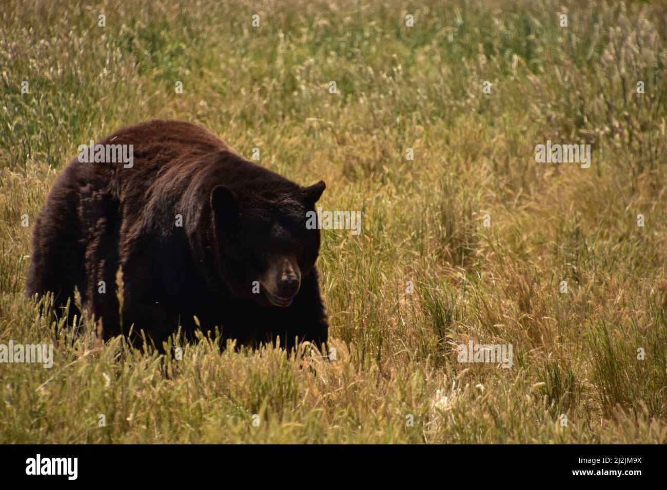 Ambling in field hi-res stock photography and images - Alamy