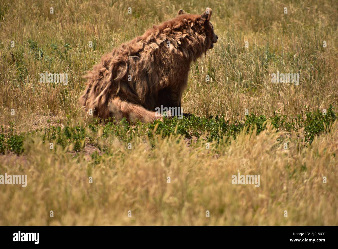 Furry and shaggy brown bear sitting up in a grass field Stock Photo - Alamy