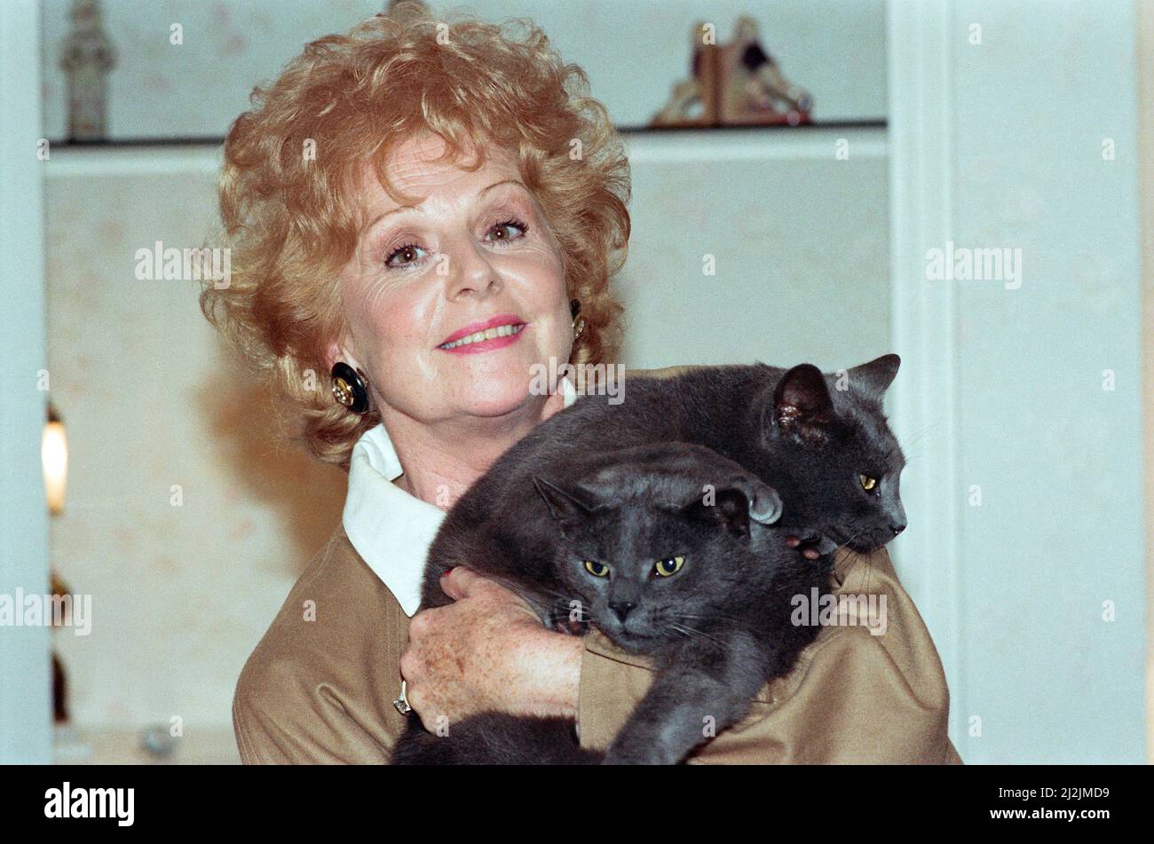 Barbara knox cats hi-res stock photography and images - Alamy