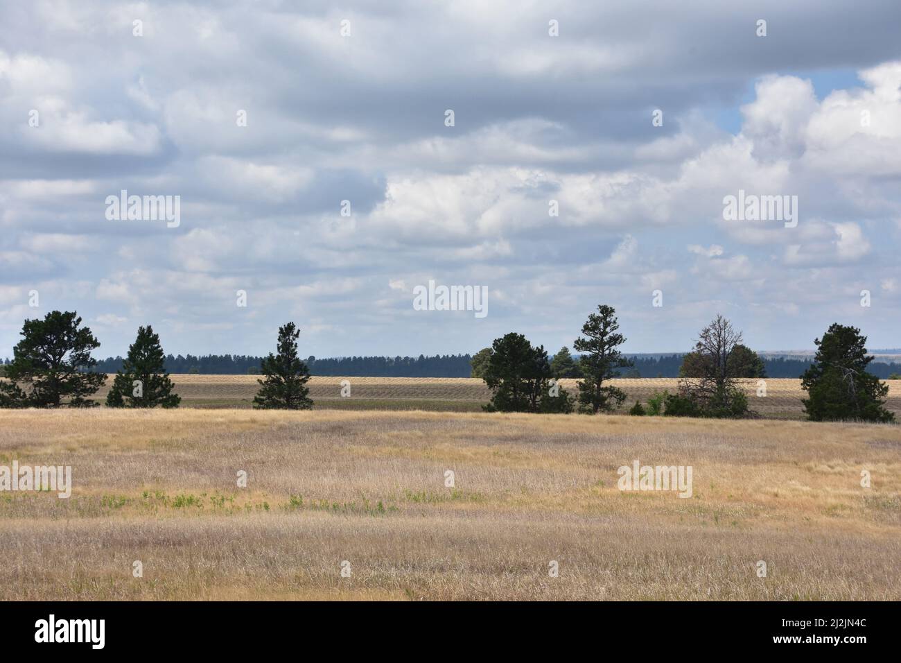 Grass farmland with a tree line on the midwest plains Stock Photo - Alamy