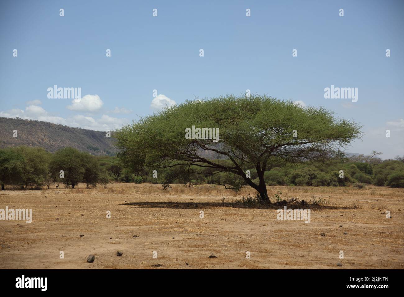 Umbrella acacia (Acacia tortilis), Lake Manyara NP, Tanzania Stock ...