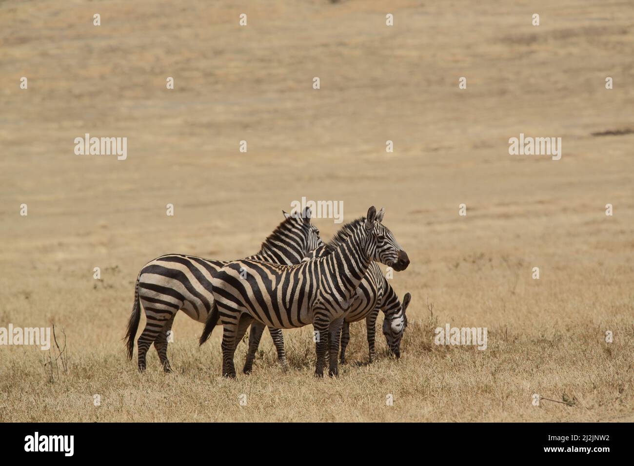 Three Plains zebras (Equus quagga) in Ngorongoro Crater, Tanzania Stock ...