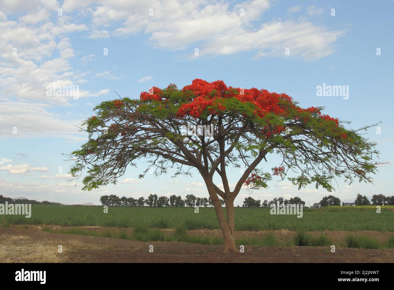 Flame tree (Delonix regia) near Moshi, Tanzania Stock Photo - Alamy