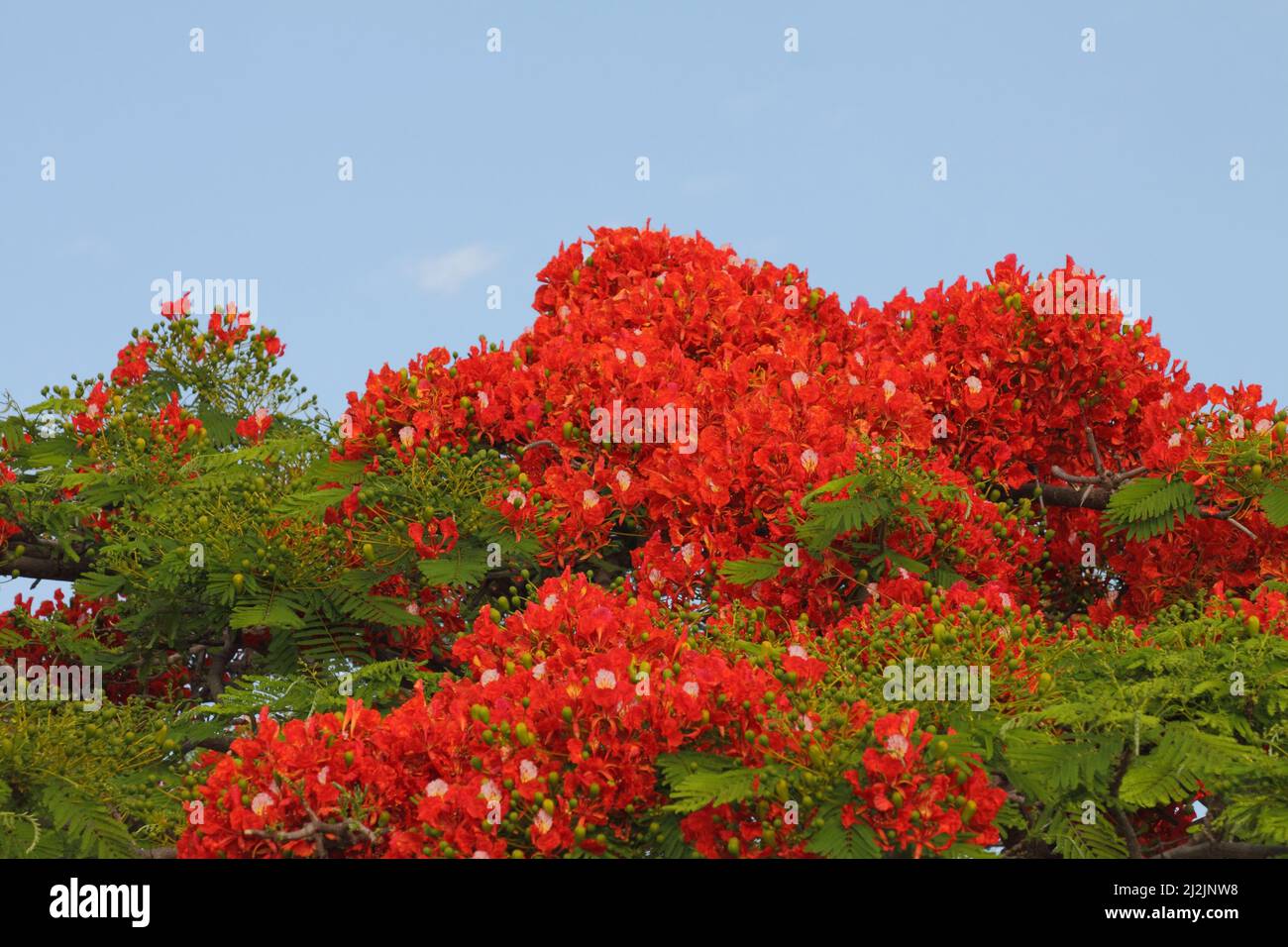 Flame Tree (Delonix regia) treetop near Moshi, Tanzania Stock Photo - Alamy