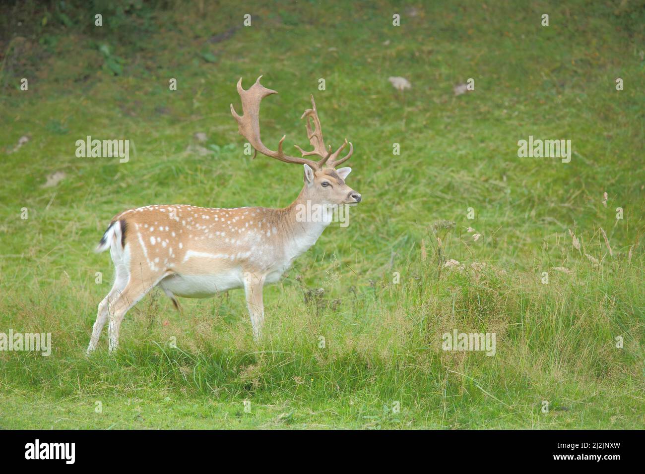 Male fallow deer (Dama dama), Amsterdam Aquifer Dunes, Netherlands ...
