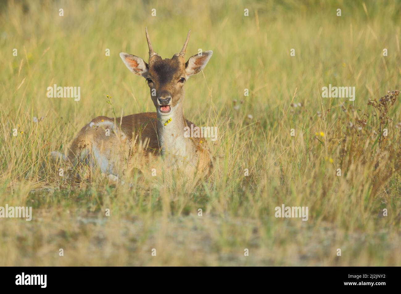 Young male fallow deer (Dama dama), Amsterdam Aquifer Dunes ...
