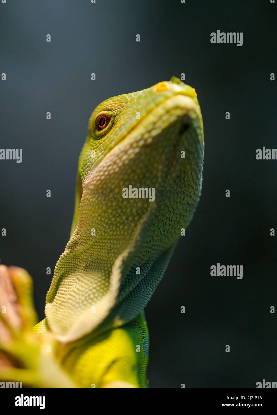 portrait of green Fiji banded iguana (Brachylophus fasciatus) on dark ...