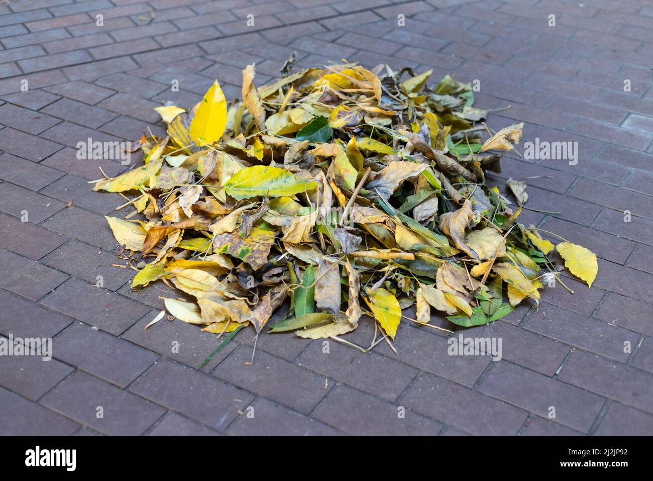 cleaner sweeps the fallen yellow tree leaves together to form a pile on ...
