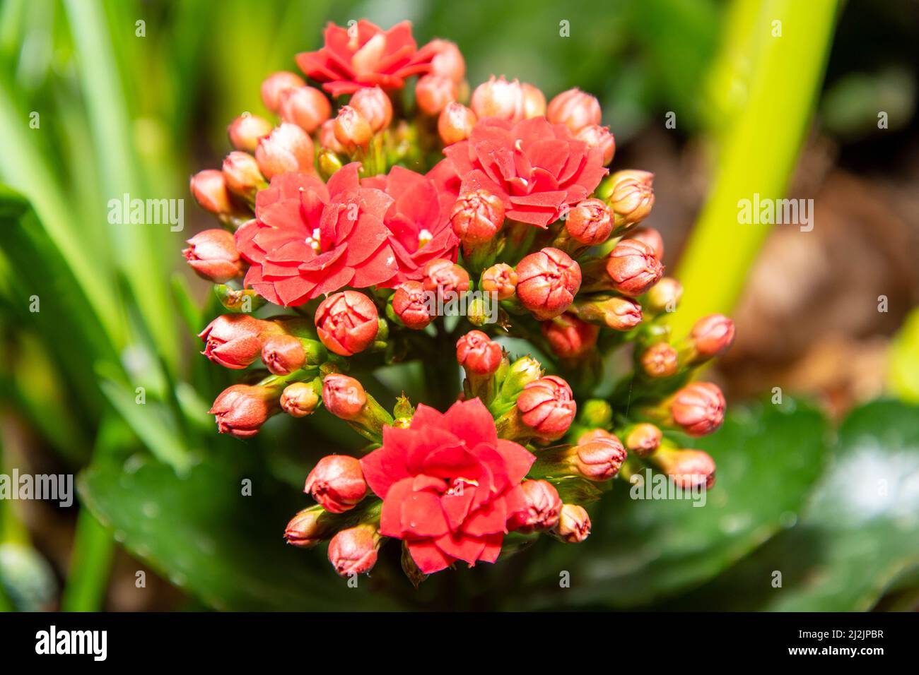 Purple hyacinth blossoms hi-res stock photography and images - Alamy