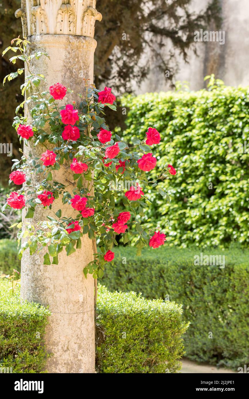 Seville, Spain - May 10, 2018: Climbing rose garden inside the Alcazar Seville garden Stock ...
