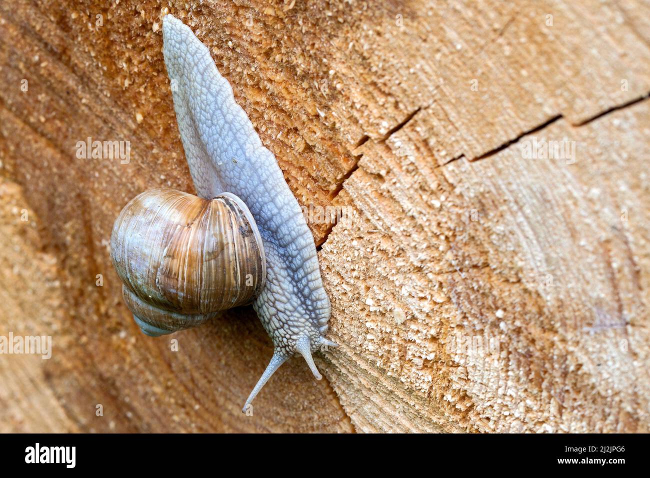 A vineyard snail creeps leisurely over the cut surface of a sawn-off ...