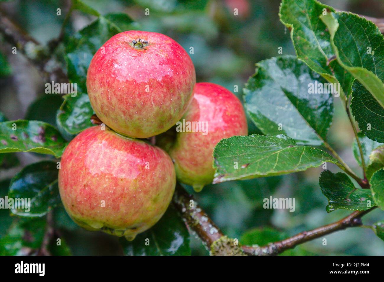 Fresh regional organic apples from Germany hang bright red on the apple ...