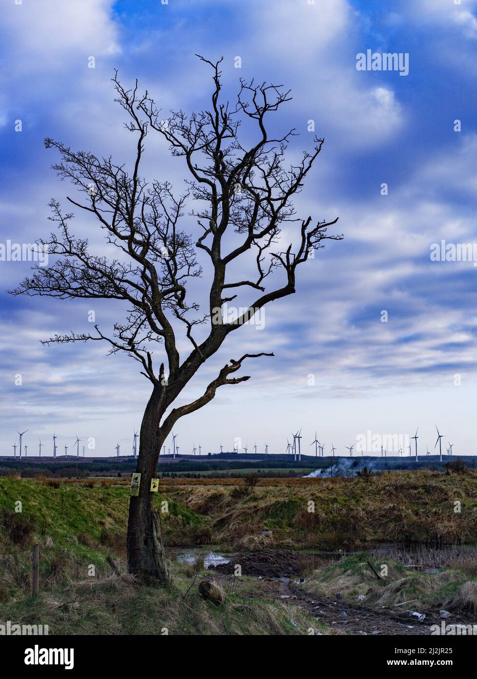 Scottish gnarled tree with approaching windfarm Stock Photo - Alamy