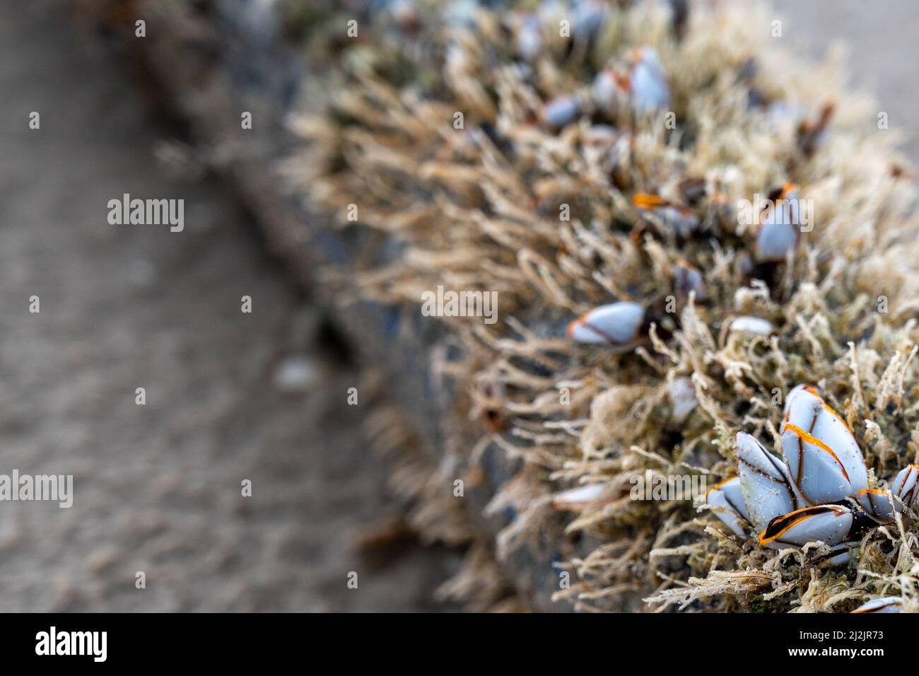 The shell named goose barnacles or gooseneck barnacle Lepas anserifera ...