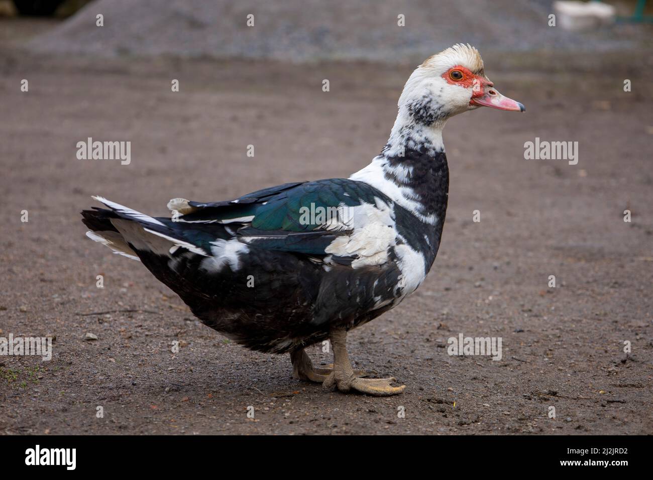 Domestic duck stands on the ground Stock Photo - Alamy