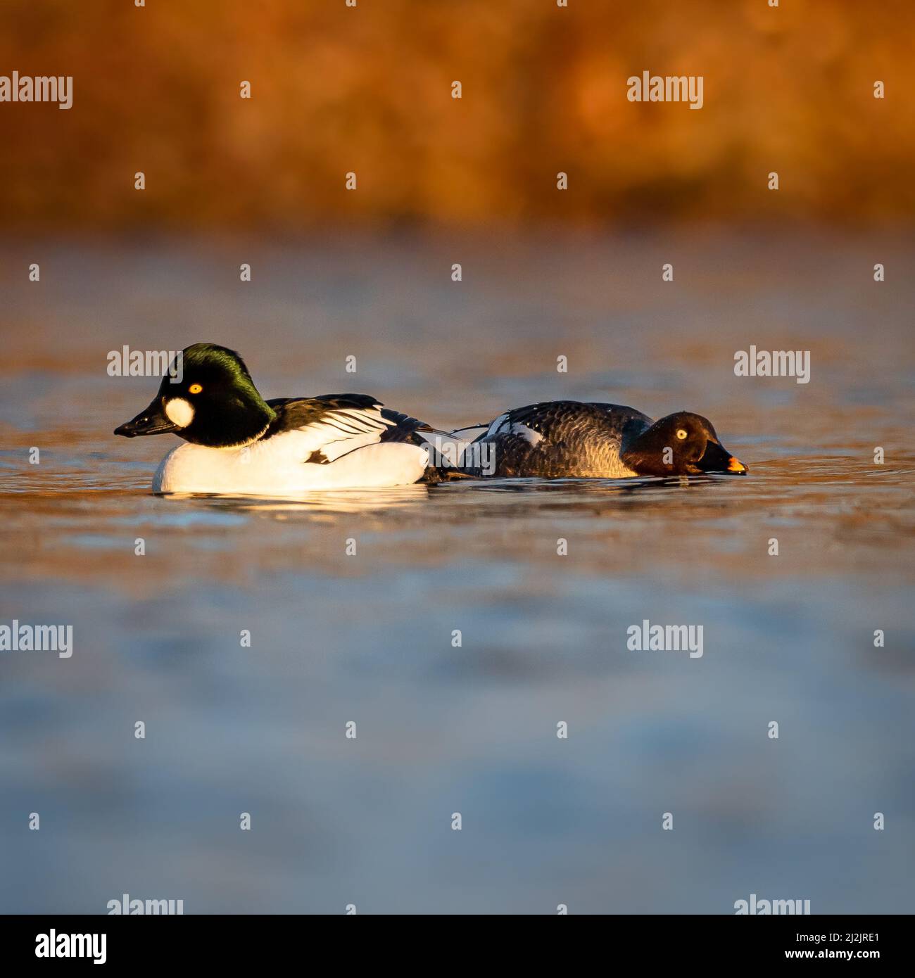 spring seduction for the Goldeneye, a heart is formed between the two ...