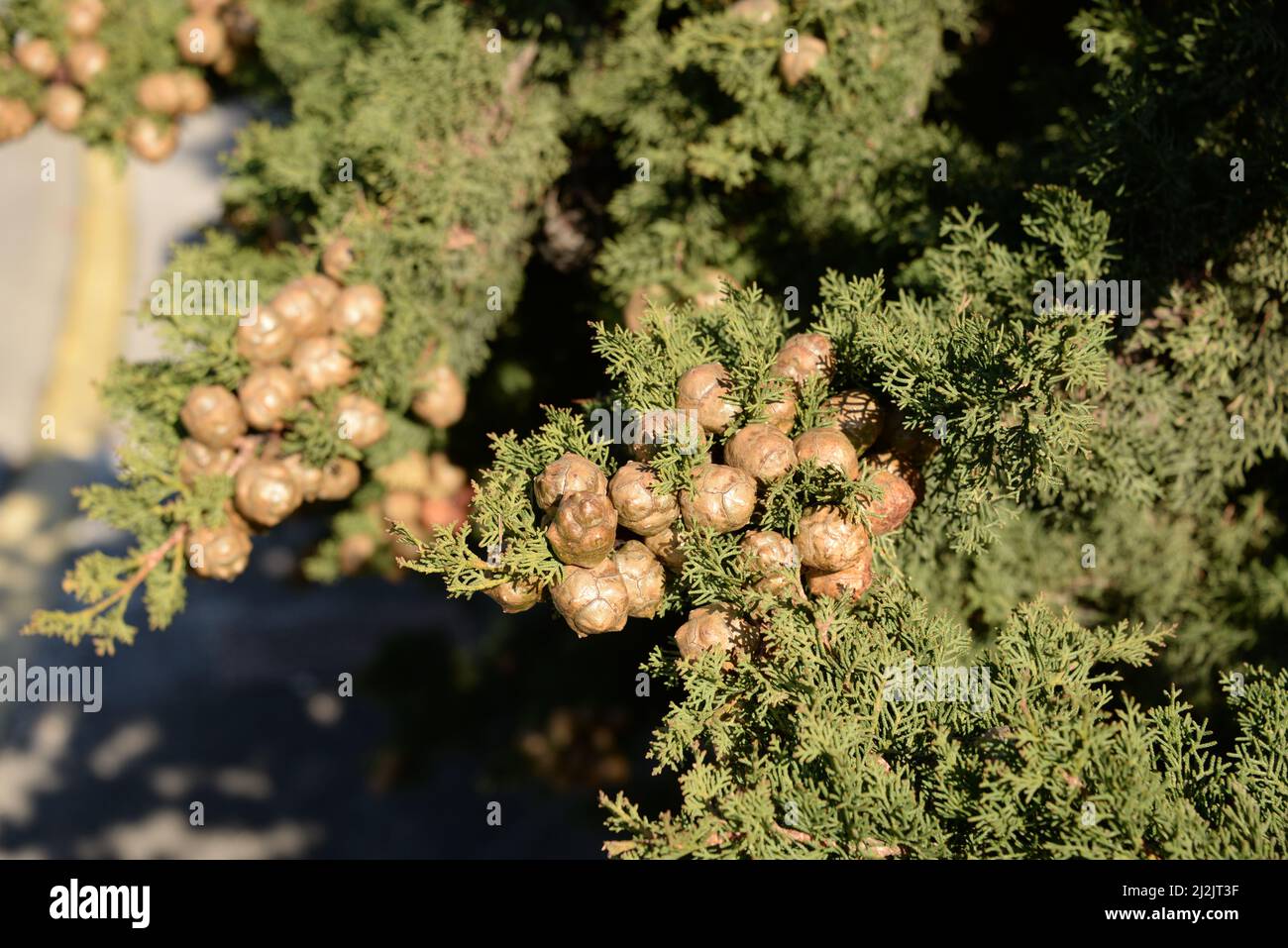 Cypress fruits hi-res stock photography and images - Alamy