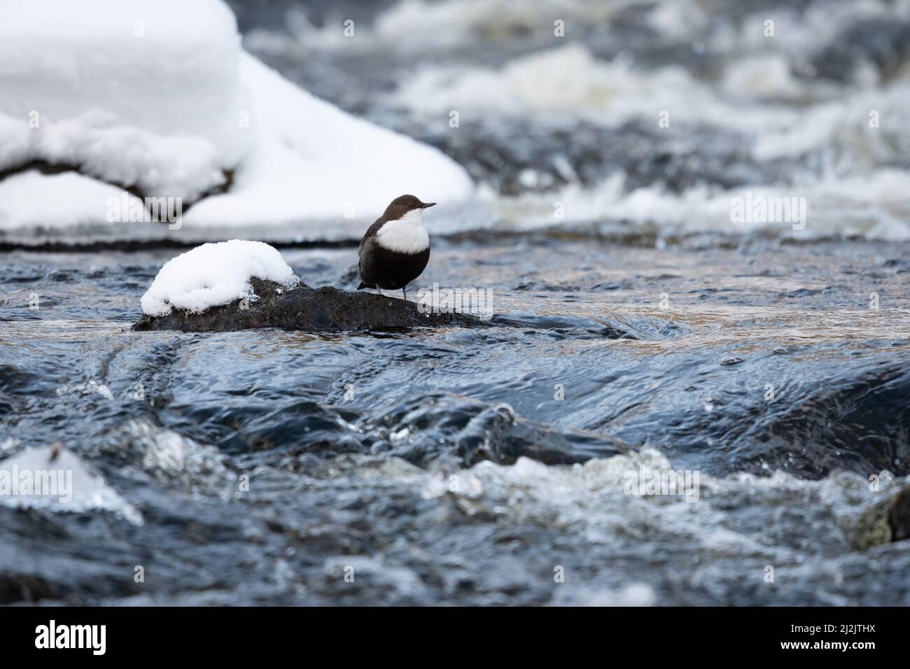 Dipper standing on a rock surrounded by a creek Stock Photo - Alamy