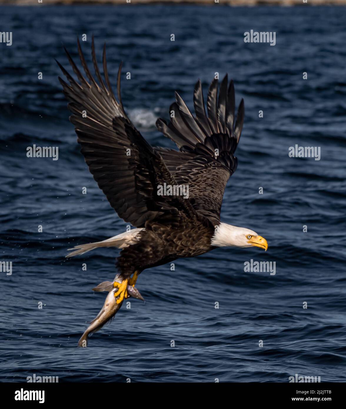 Eye catching pigeon hi-res stock photography and images - Alamy