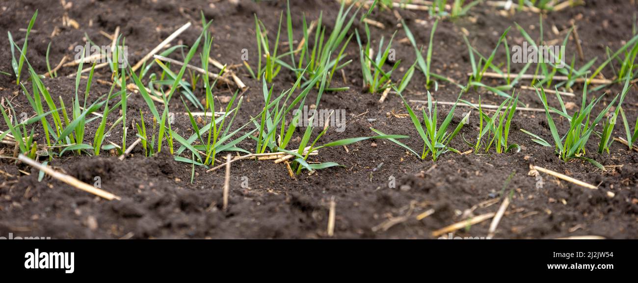 Row of wheat hi-res stock photography and images - Alamy