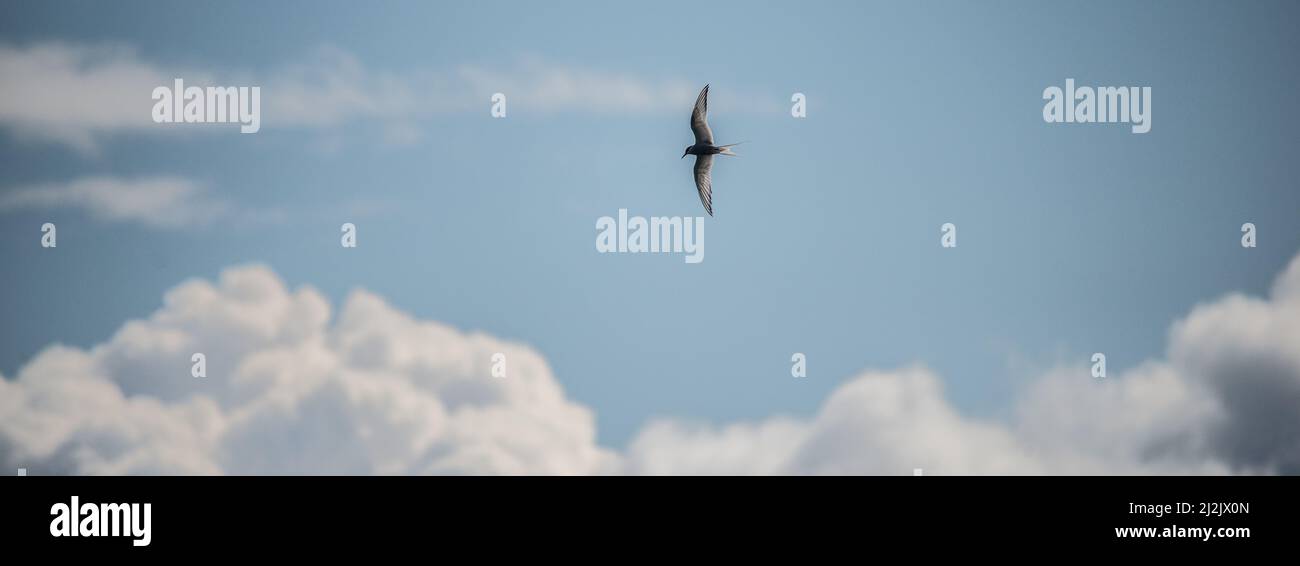 Swift in flight Stock Photo - Alamy