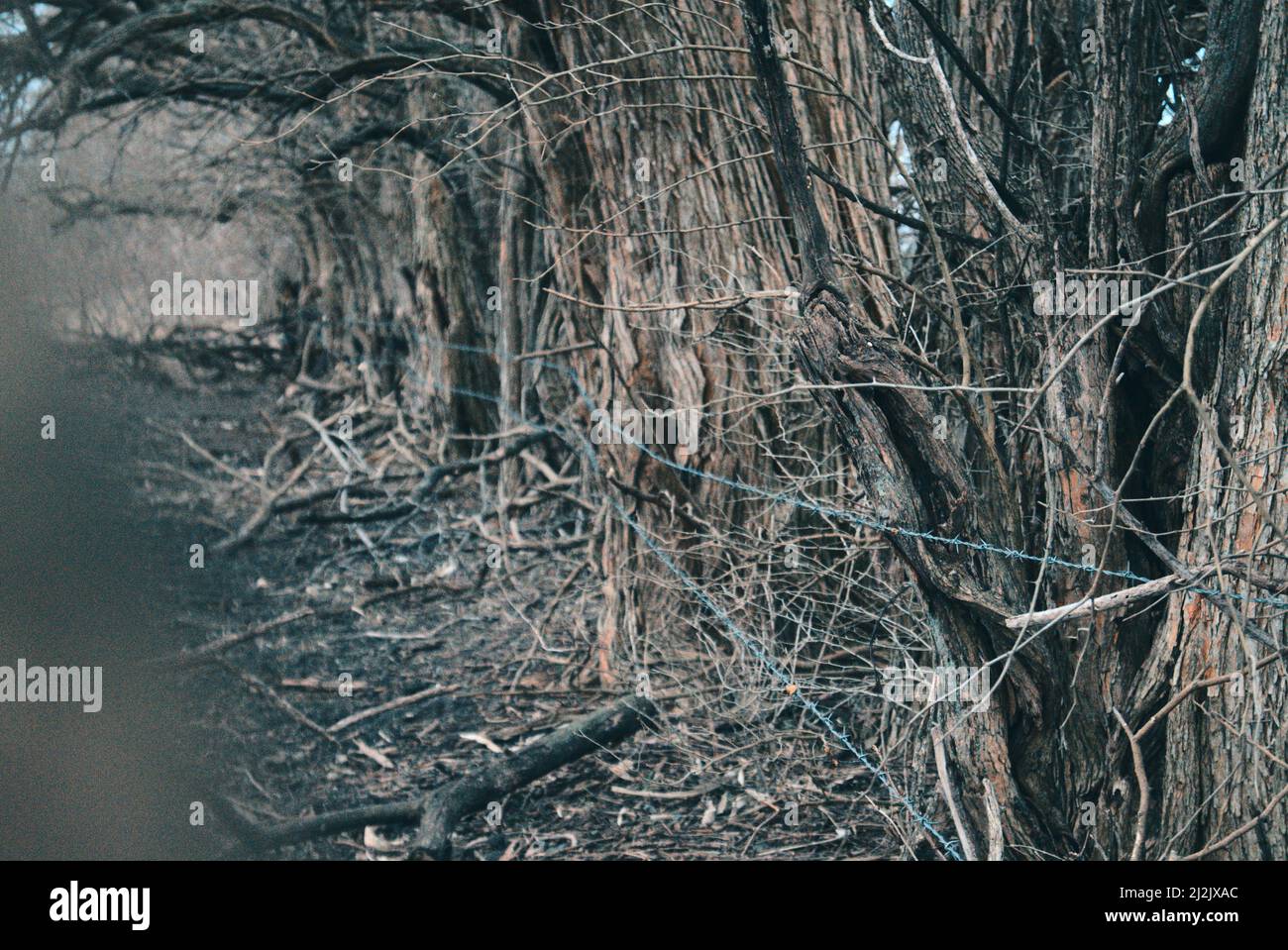 A forest with dry trees in cold colors Stock Photo - Alamy