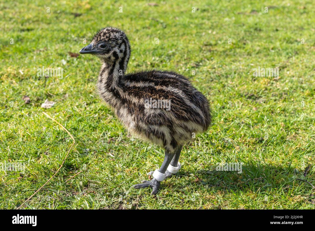 Baby Emu