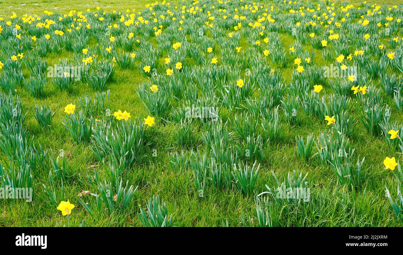Green Spring meadow with yellow daffodils Stock Photo - Alamy