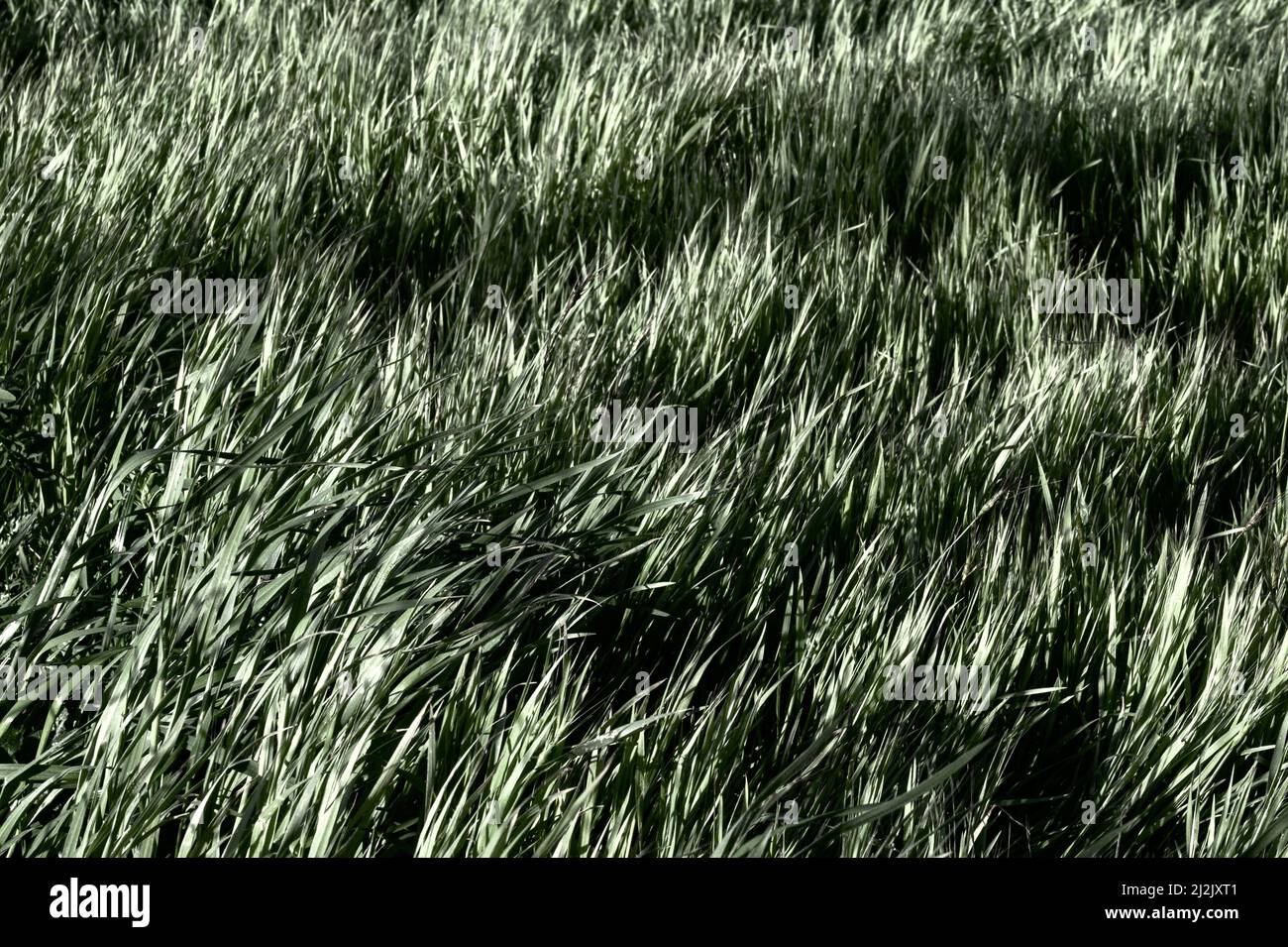 Long thin garden lawn hi-res stock photography and images - Alamy
