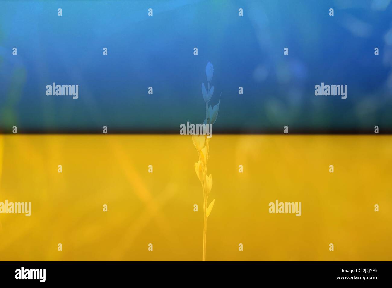 Tiny ukrainian flag hi-res stock photography and images - Alamy