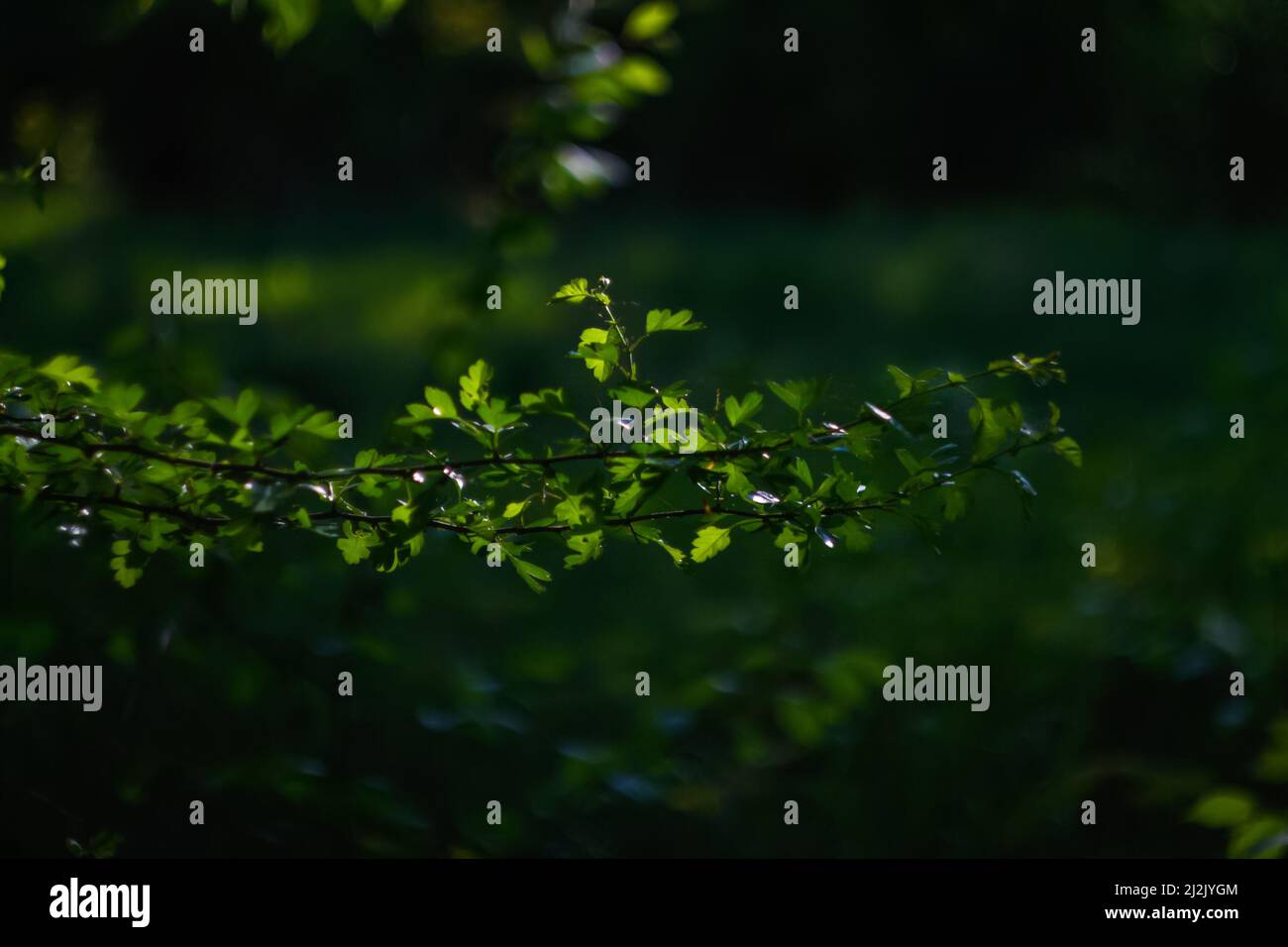 Defocus fresh green tree leaves, frame. Natural background. Closeup ...