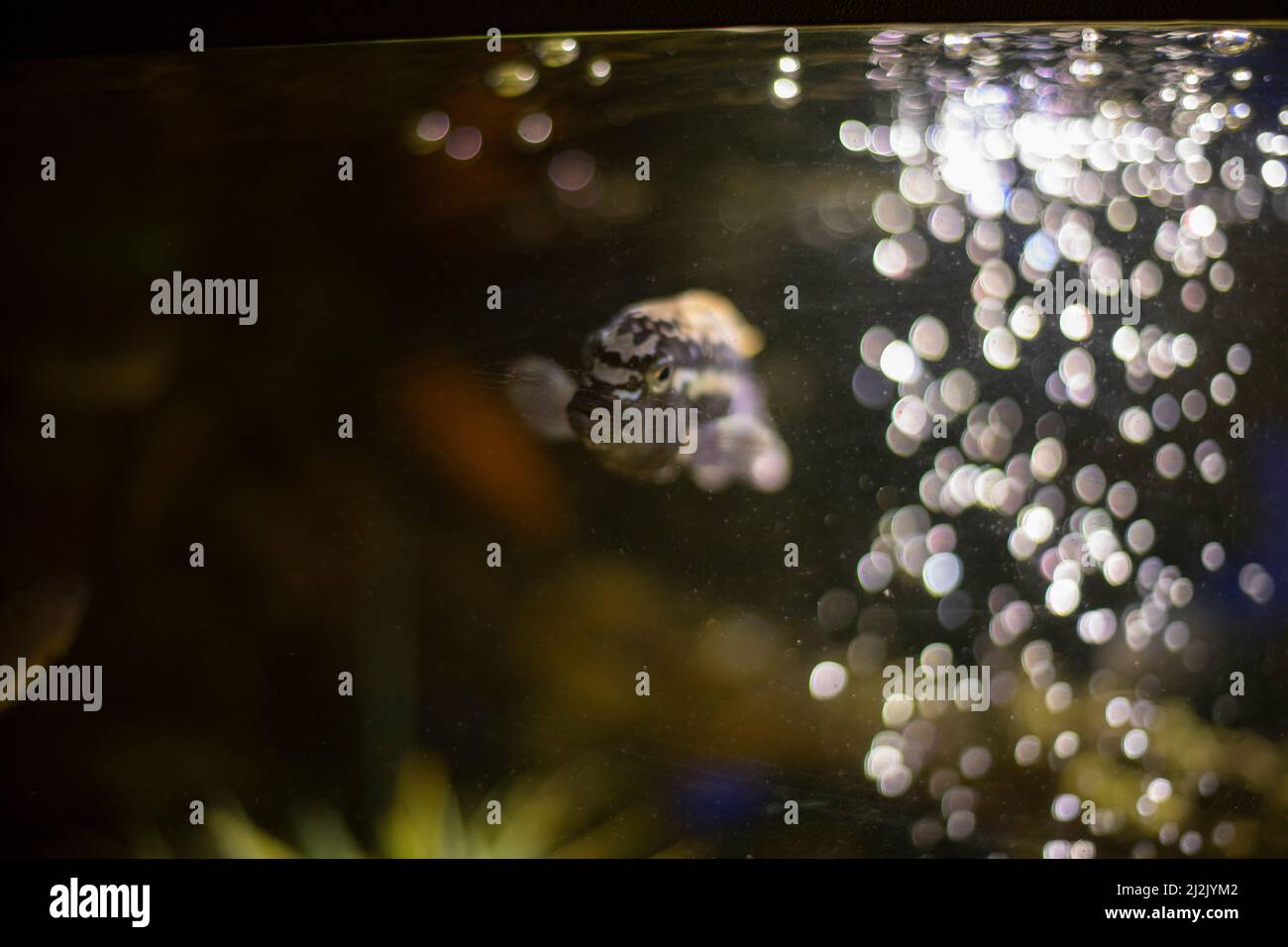 Aquarium is in detail. Fish swim in aquarium. Relaxed atmosphere ...