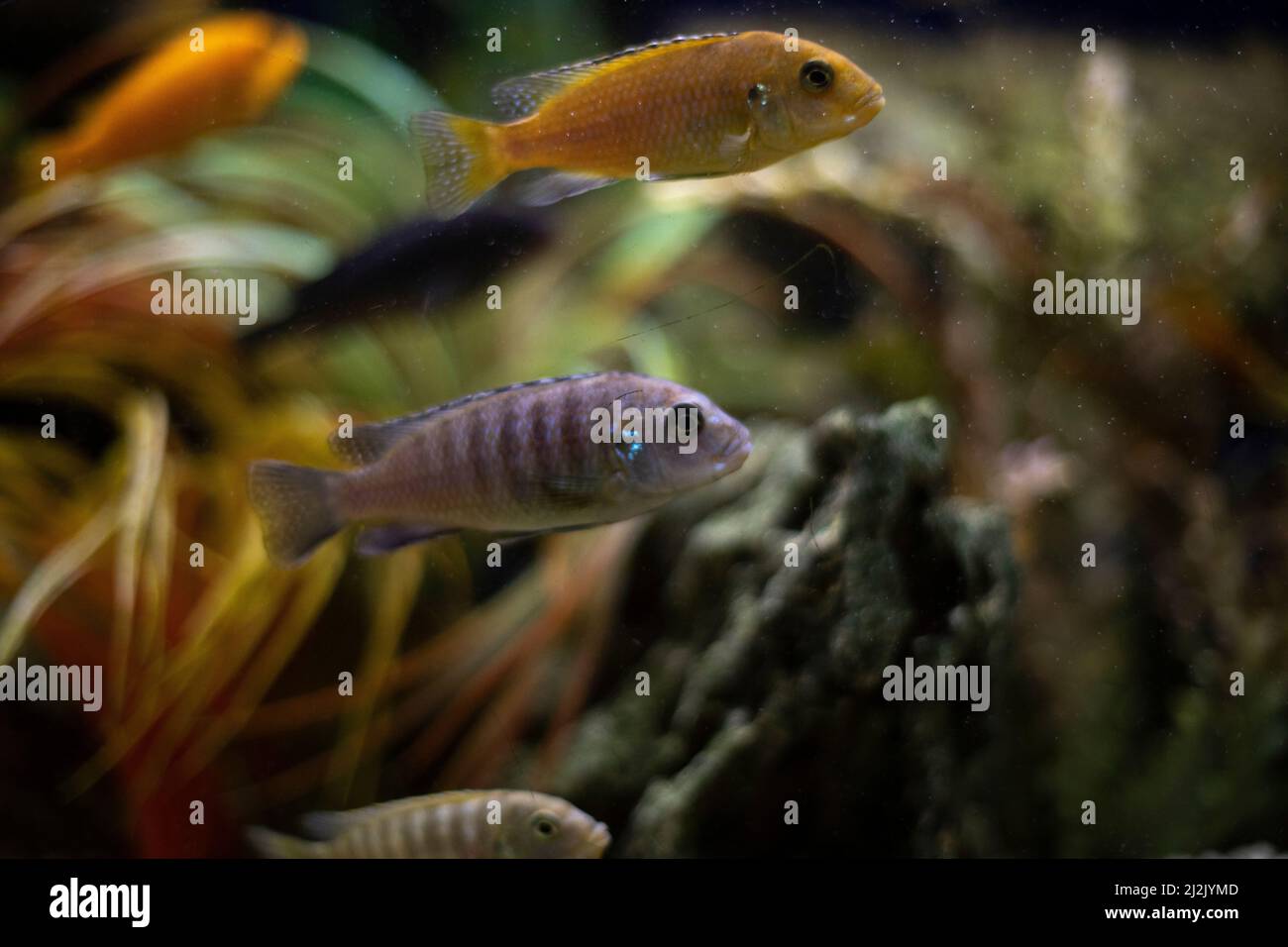 Aquarium is in detail. Fish swim in aquarium. Relaxed atmosphere ...