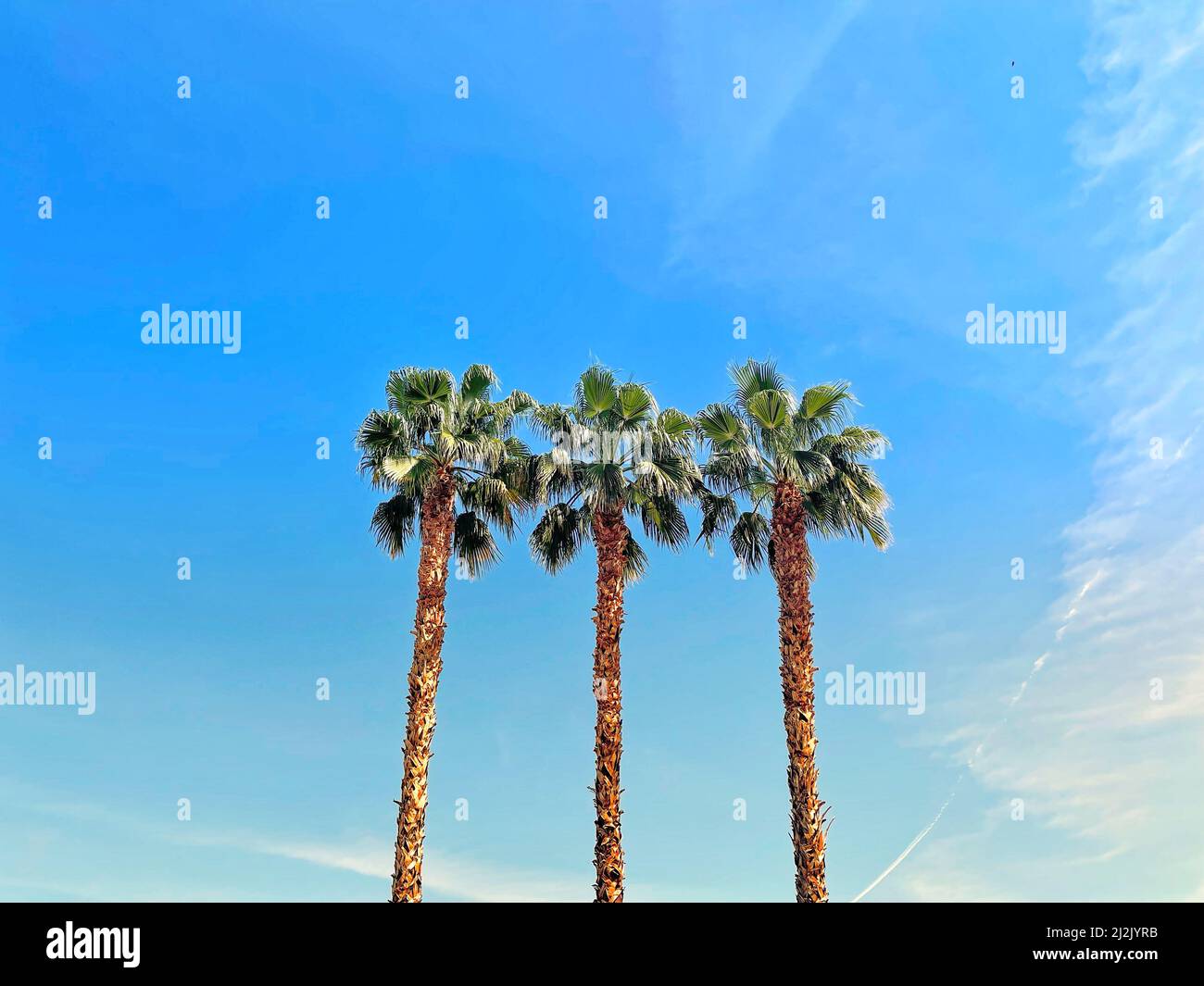 Three palm trees side by side, Palm Springs, California, USA Stock ...