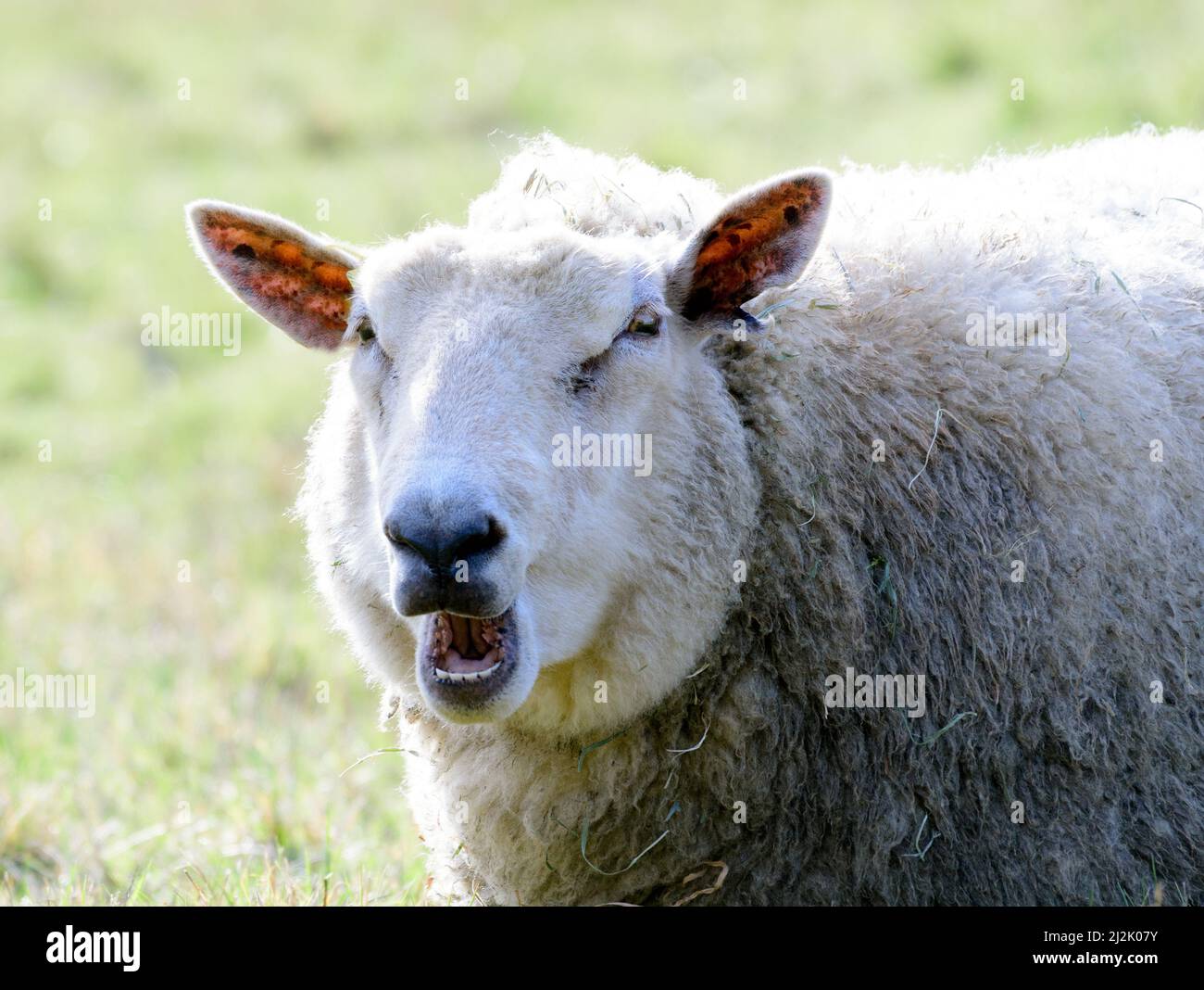 Sheep bleating hi-res stock photography and images - Alamy
