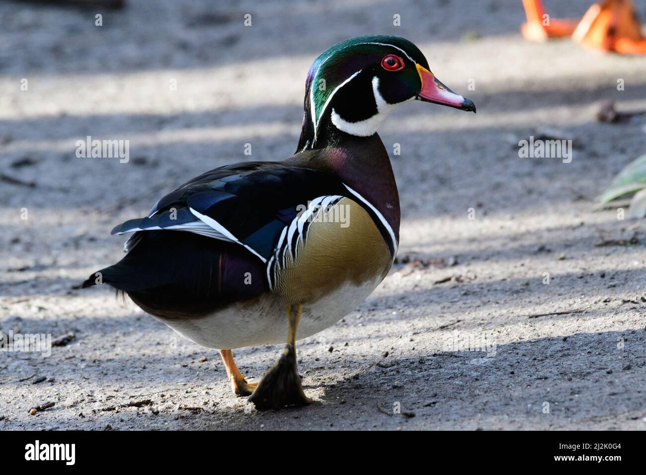 Rear view of a Male Wood Duck Walking, British Columbia, Canada Stock ...