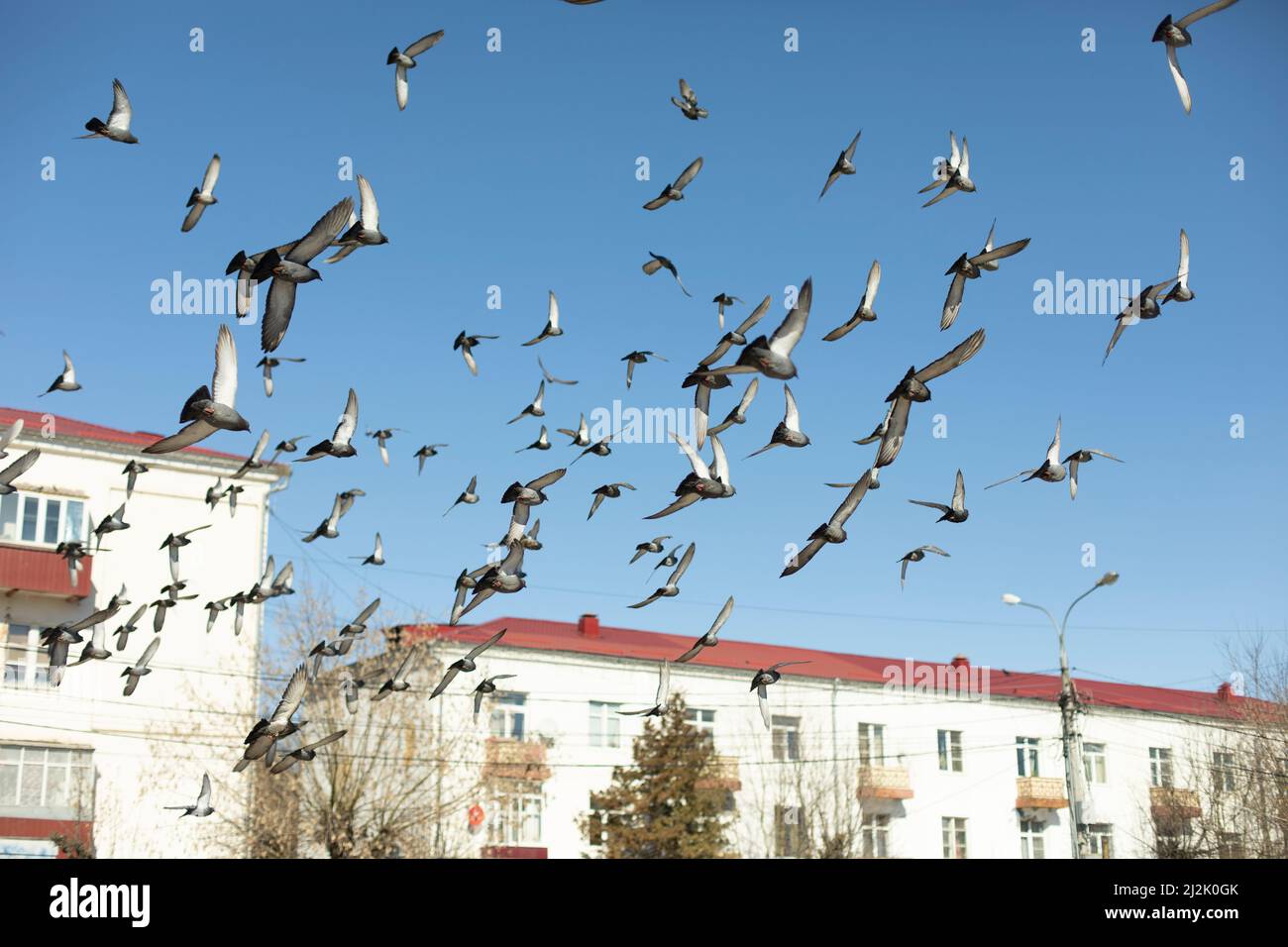Pigeons fly against backdrop of city. Birds in sky. Lots of flying ...