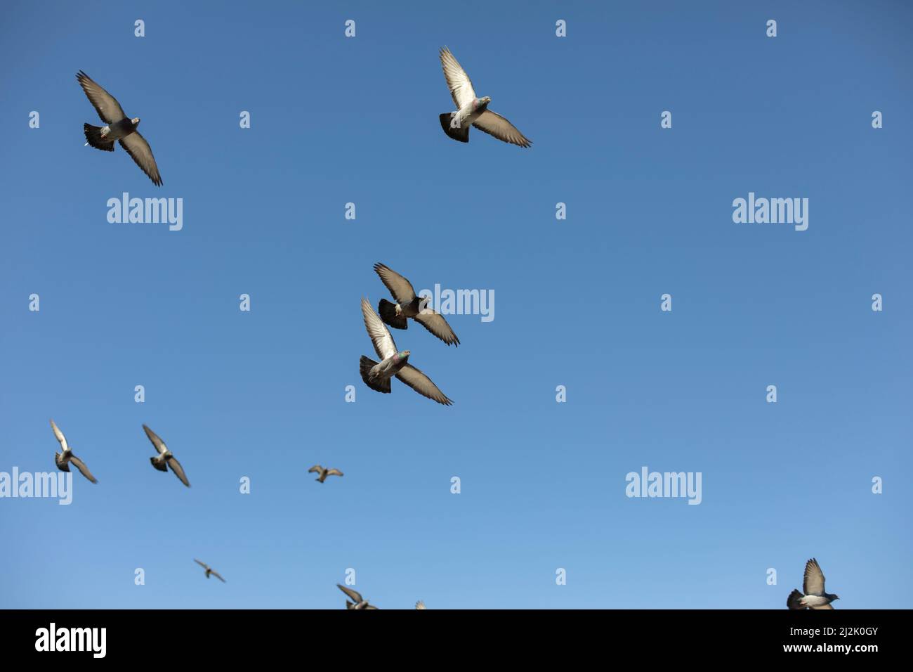 Pigeons fly in sky. Birds in flight. Air planning pigeons in air Stock ...