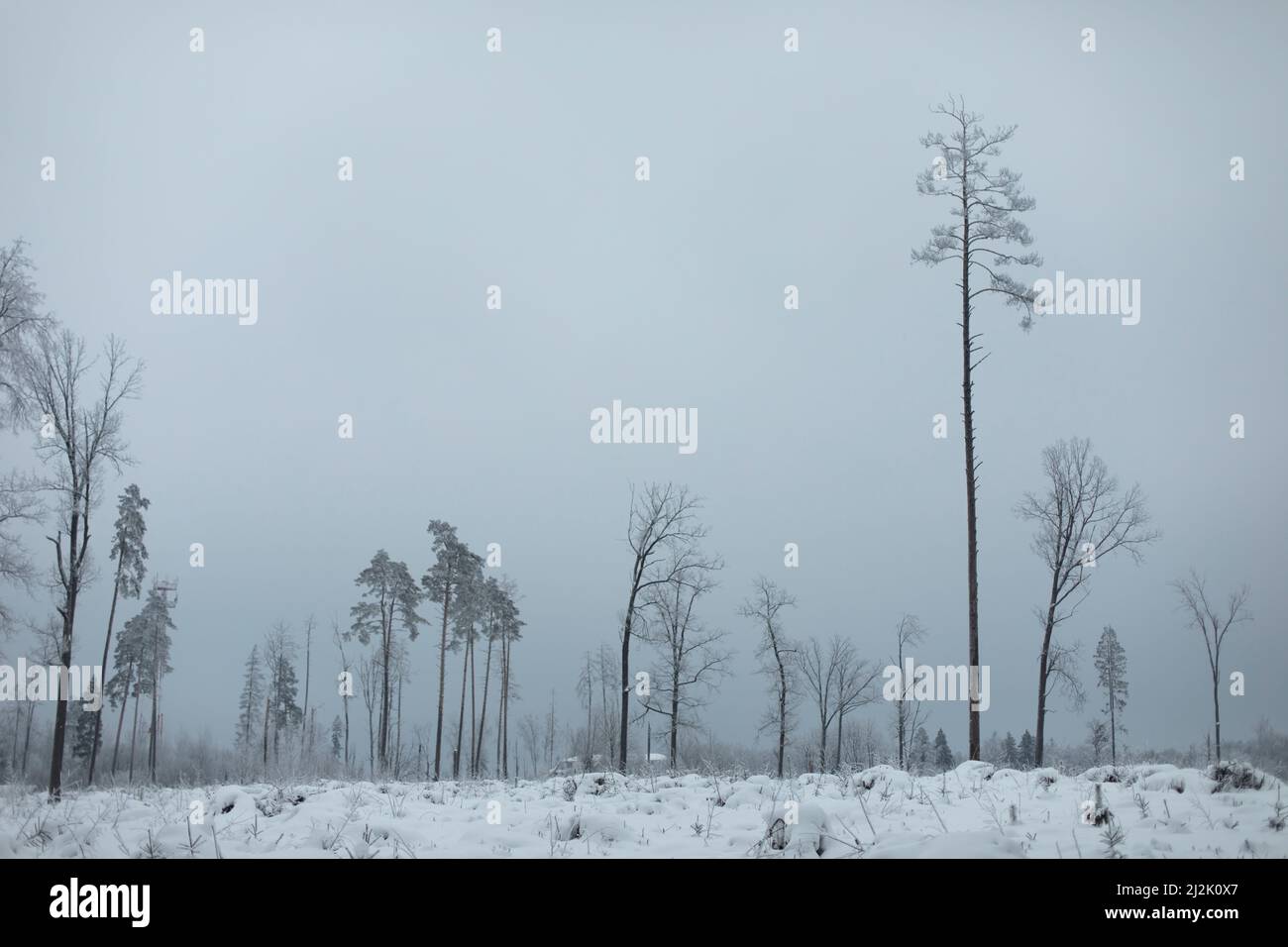 Winter landscape. Deforestation in winter. Field in snow.. Remaining ...