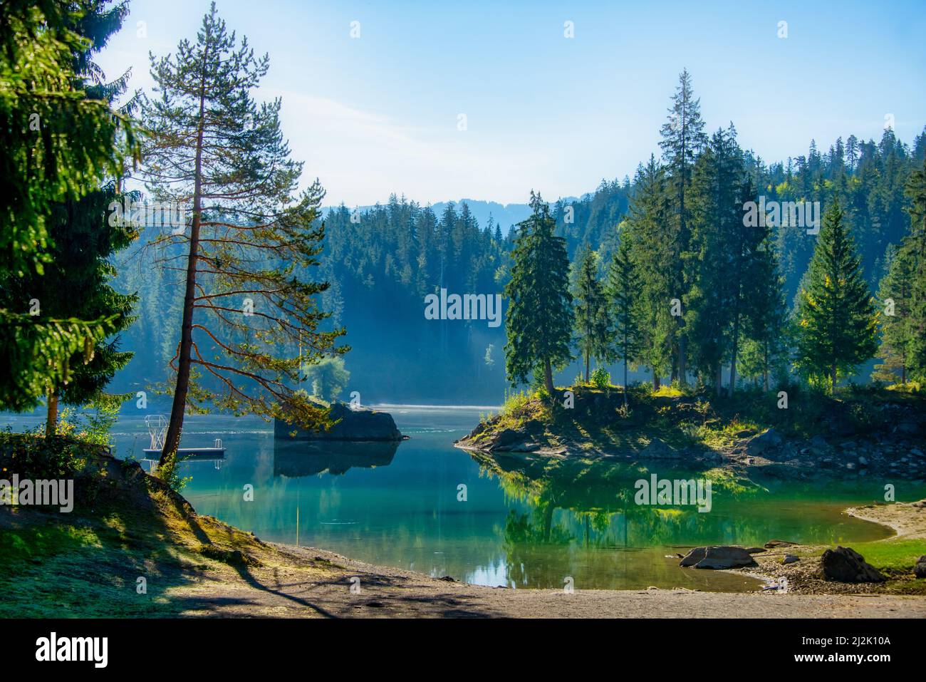 Pine forest along lakeshore, Lake Cauma, Flims, Grisons, Switzerland ...