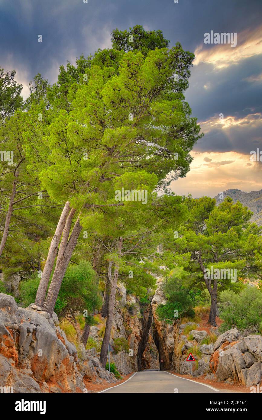 Narrow conifer hi-res stock photography and images - Alamy