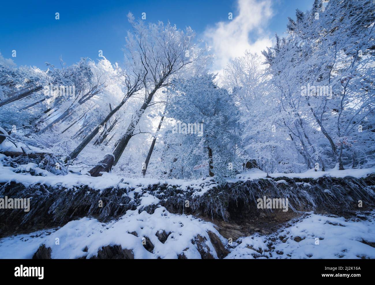 Low angle view of tree roots in a winter forest, Wissifluh, Vitznau ...