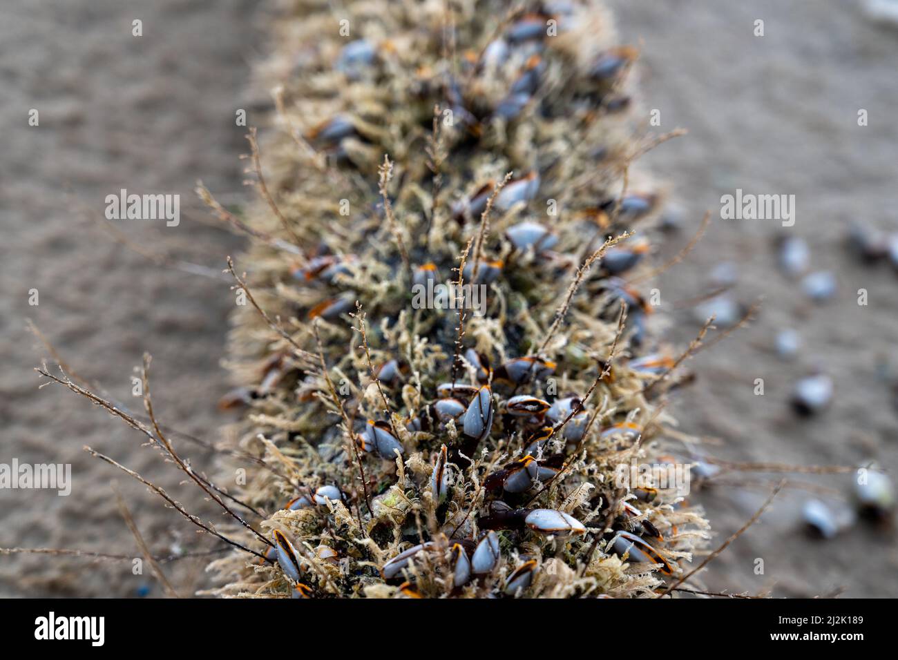 The shell named goose barnacles or gooseneck barnacle Lepas anserifera ...