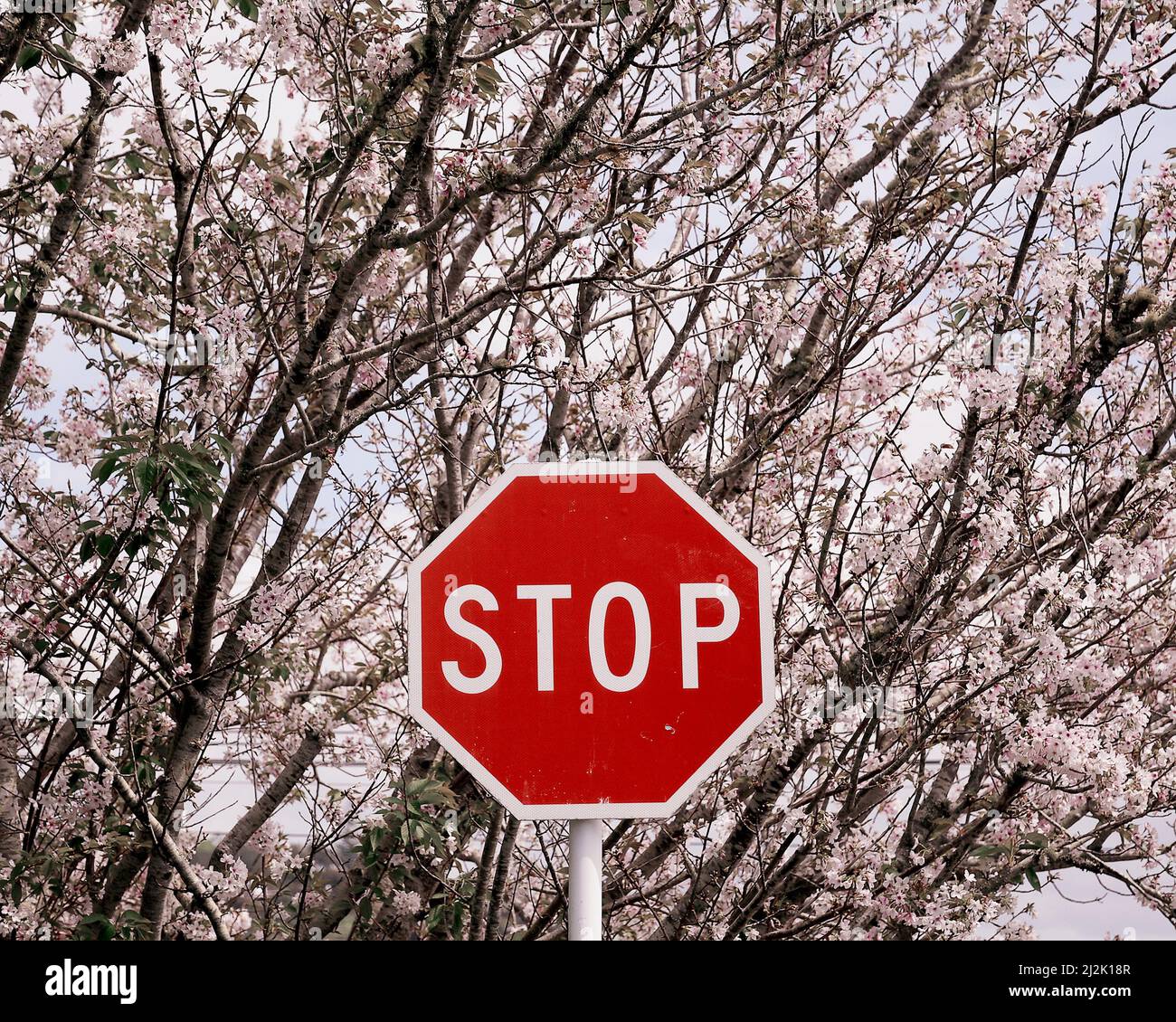 Red Stop Sign against pink blossom trees in spring, New Zealand Stock ...