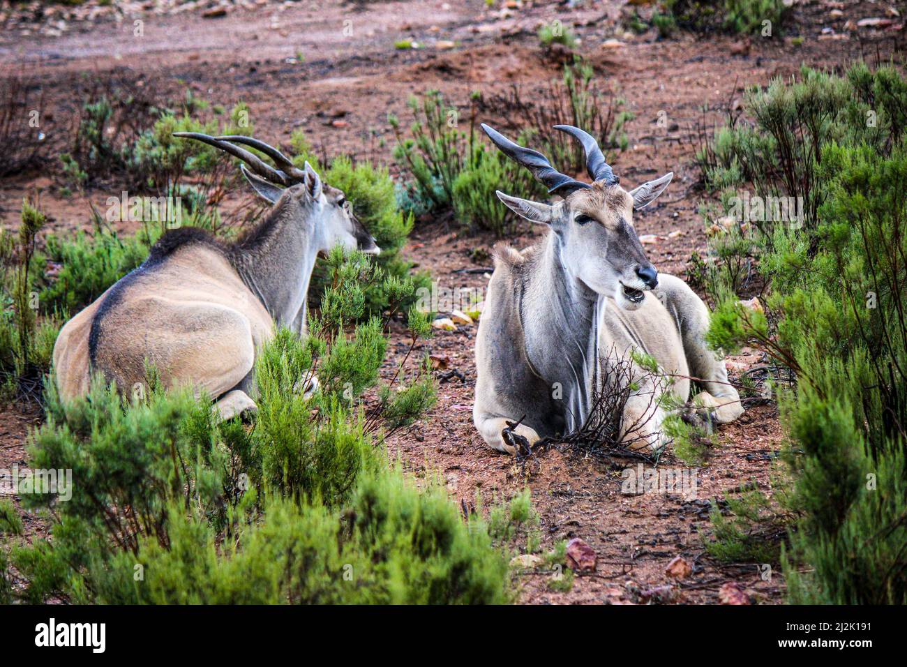 Two elands hi-res stock photography and images - Alamy
