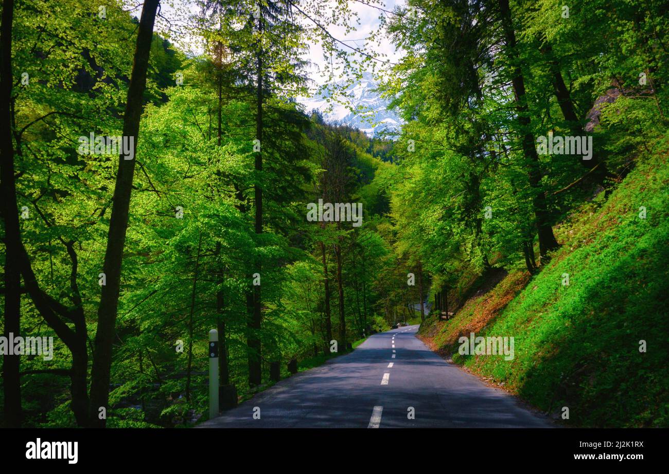 Treelined road through forest hi-res stock photography and images - Alamy