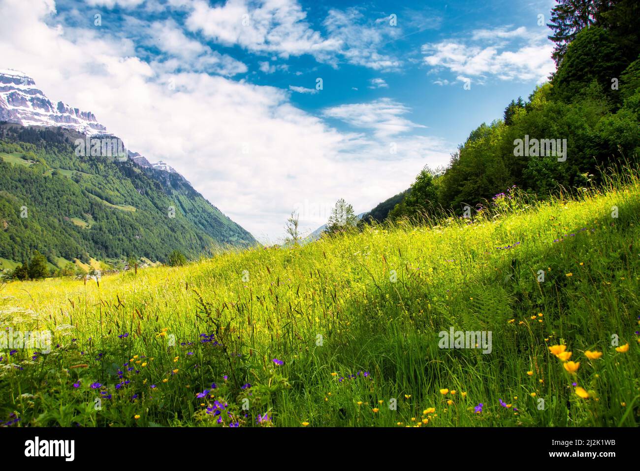 Alpine meadow in the Swiss Alps, Glarus, Switzerland Stock Photo - Alamy