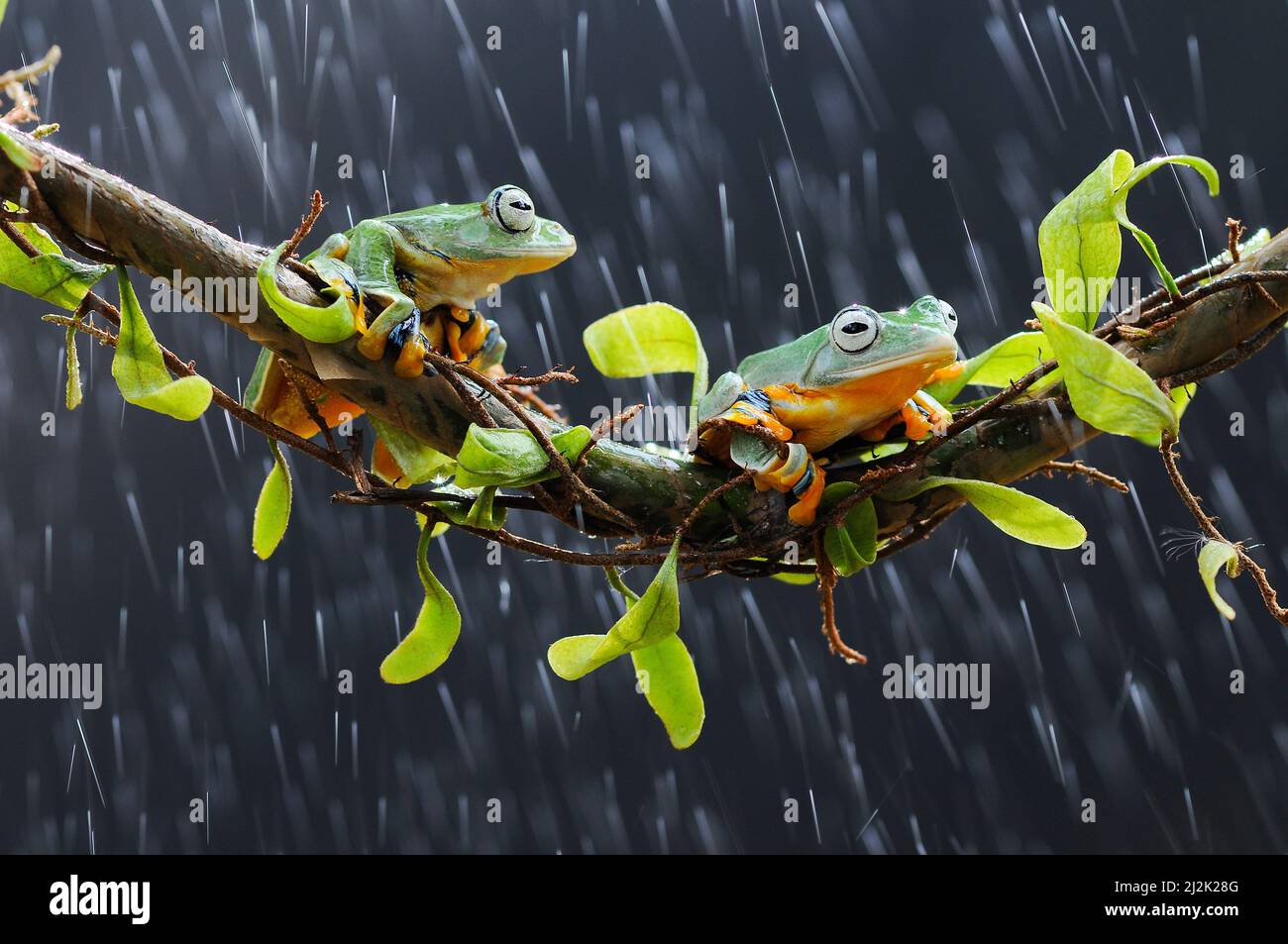Frog Rain Wallpaper Photos Free Photos | Tree Frog Rain Frog Japanese