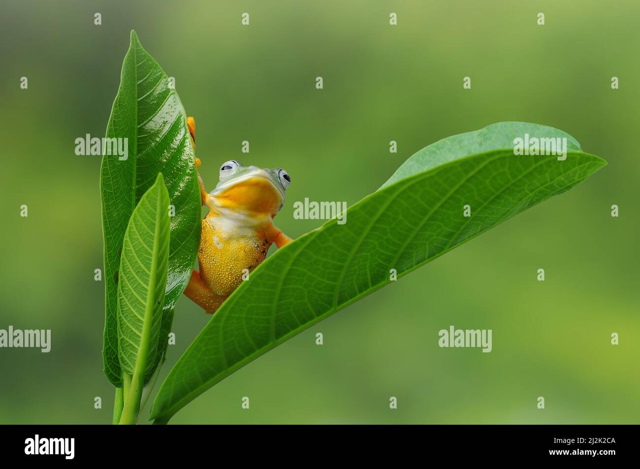 Tree frog sitting on a leaf, Indonesia Stock Photo - Alamy