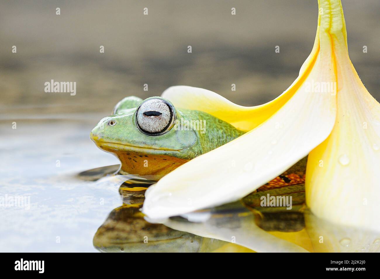 Close-up of a tree frog in water under a jasmine flower, Indonesia ...